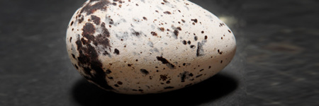 KIWI. CARMEN POSADAS – UN LIBRO ABIERTO